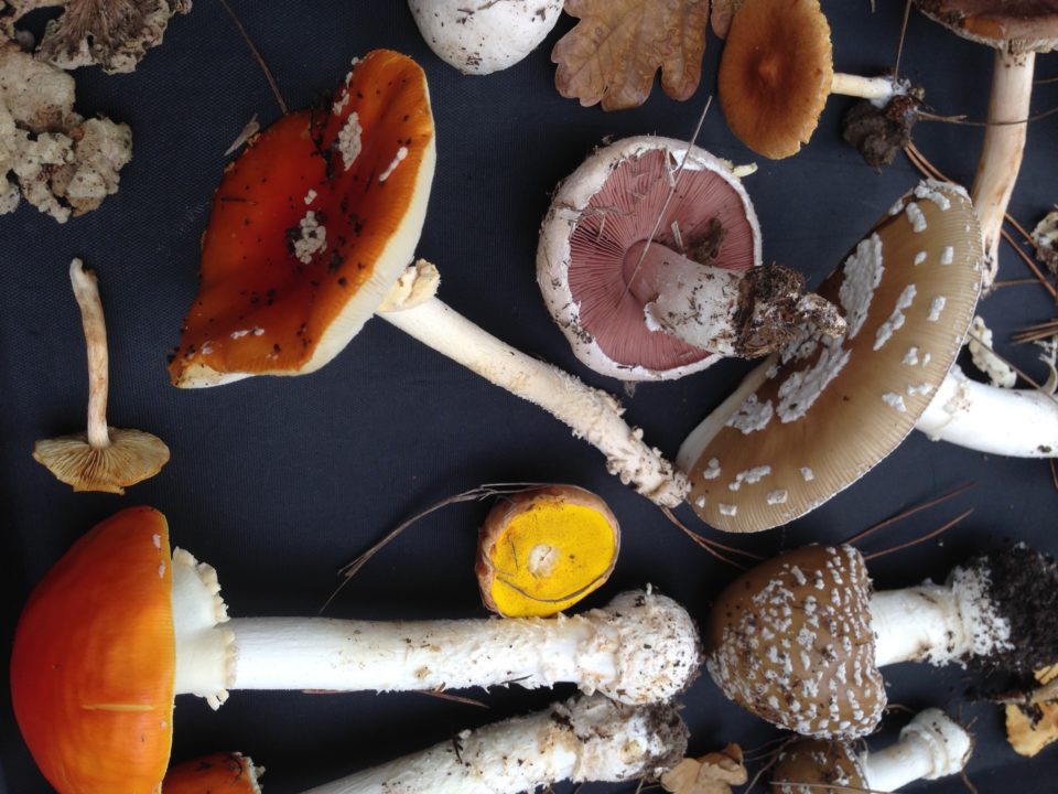 Forage for Fungi | HOSPITALITY HEDONIST